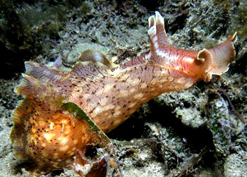 无J目（海兔目）Anaspidea 蓝色动物学（中国动物学科普）